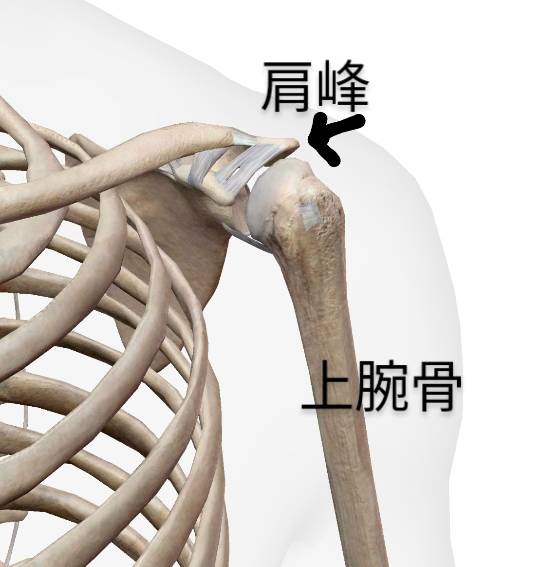 【肩の痛みの原因】インピンジメント症候群とは？原因と鍼灸でのアプローチ - 新浦安しんもり整骨院 入船院
